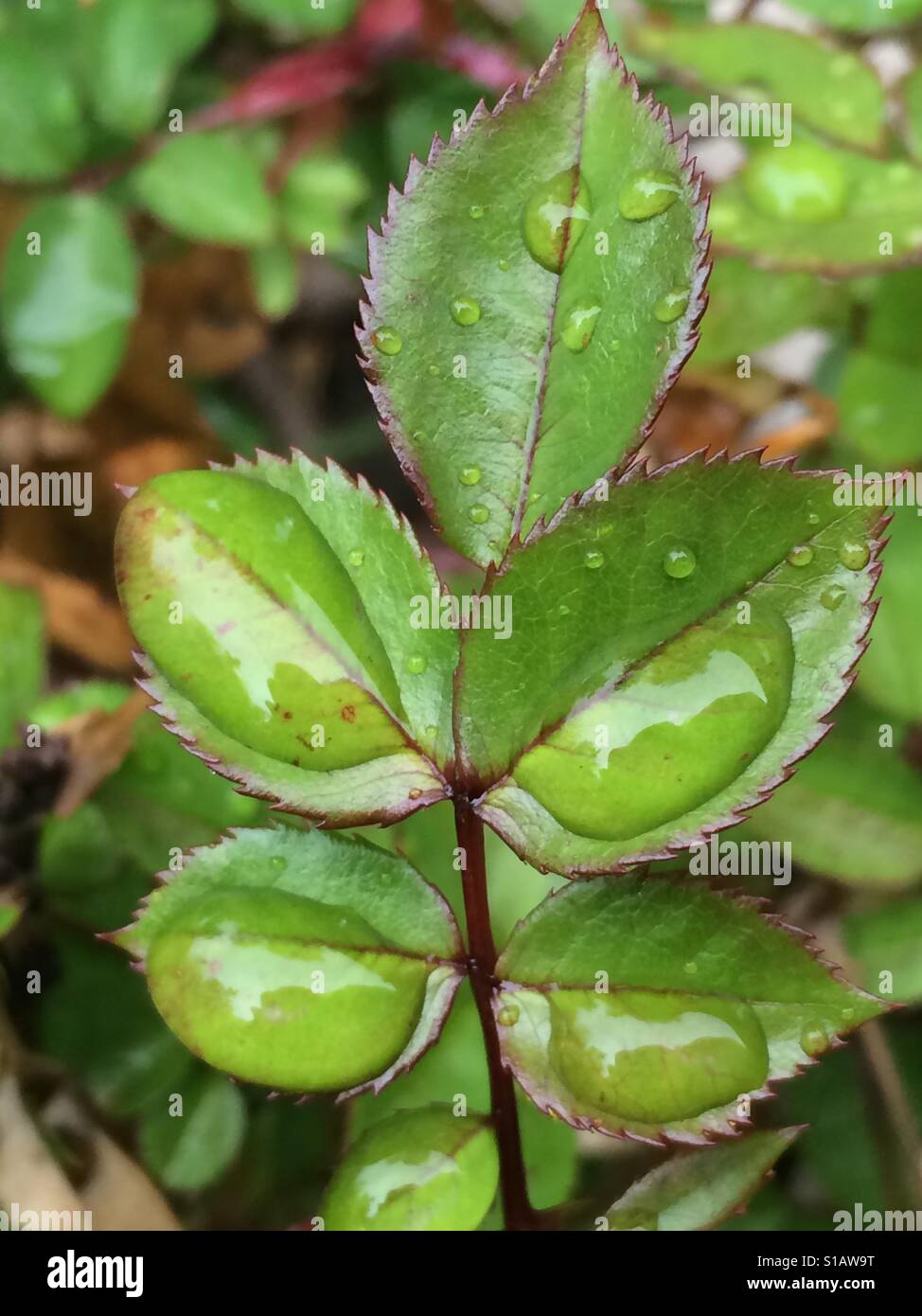 Plant with rain hi-res stock photography and images - Alamy