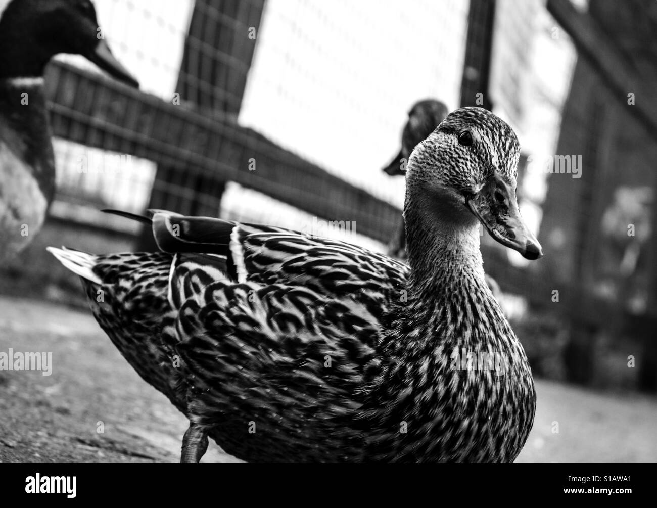 Feathered friend hi-res stock photography and images - Alamy