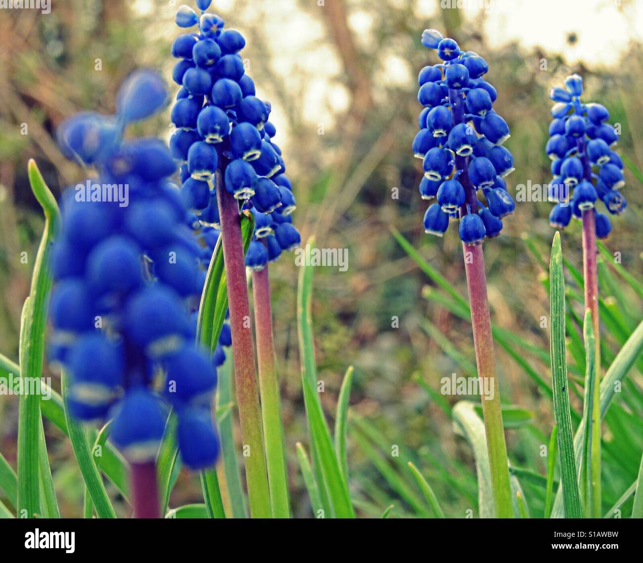 Colors of Spring! Stock Photo - Alamy