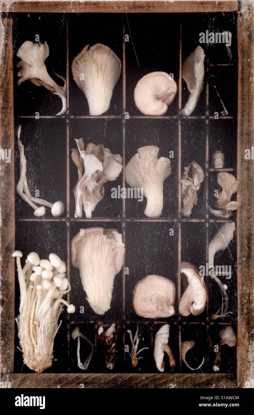 Display of wild mushrooms hi-res stock photography and images - Alamy