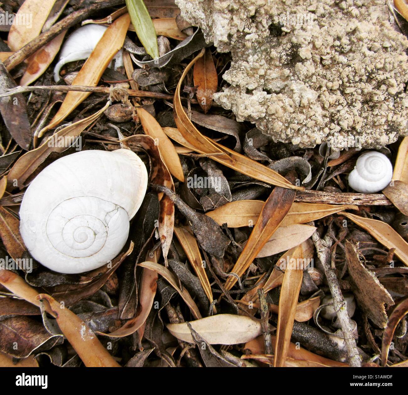 White shells amongst brown leaves Stock Photo - Alamy