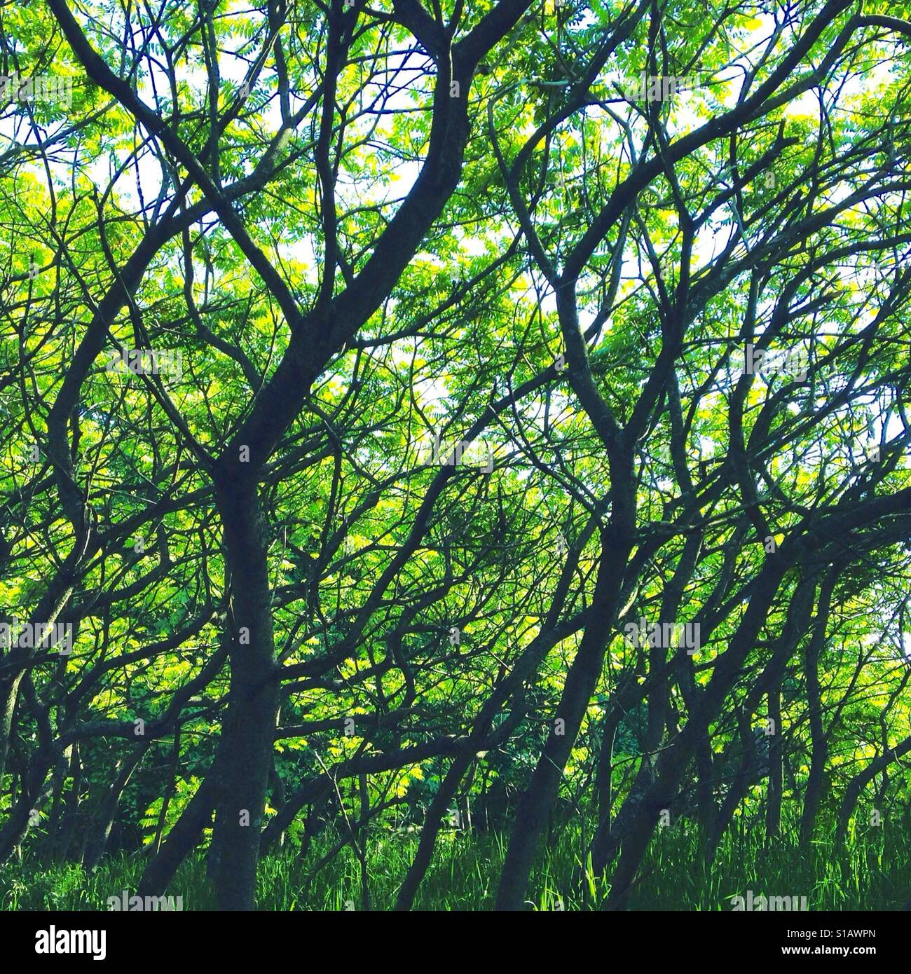 Majestic canopy hi-res stock photography and images - Alamy