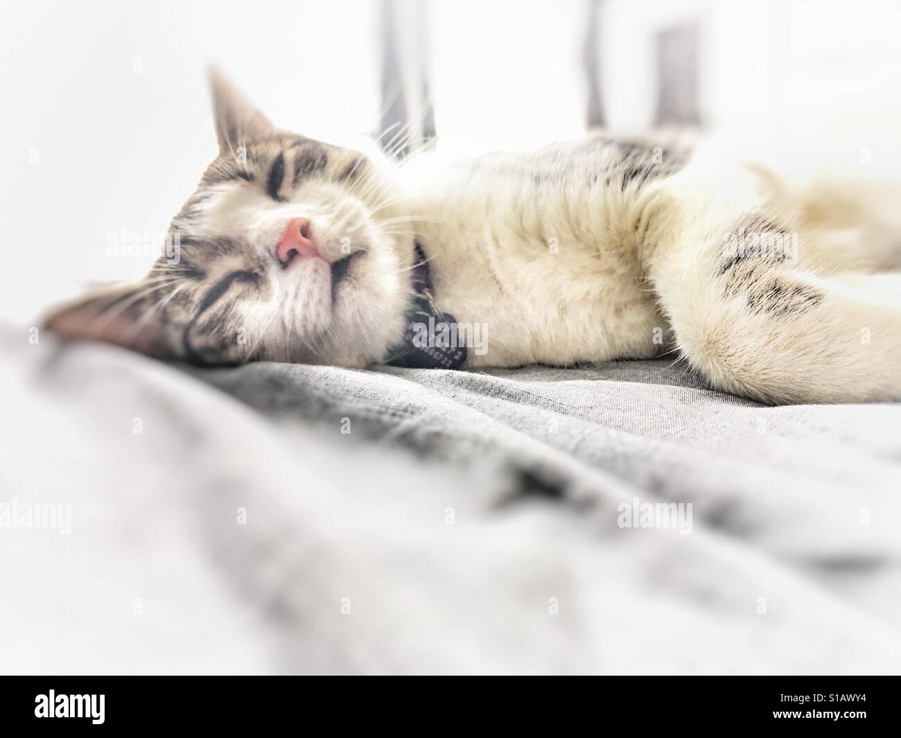 Sleeping dreamy cat Stock Photo - Alamy