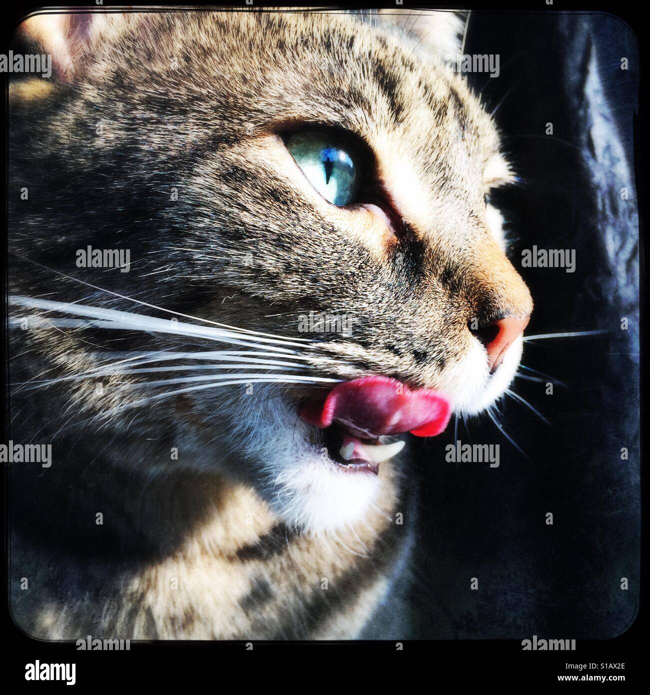 Kitty cat tongue hi-res stock photography and images - Alamy