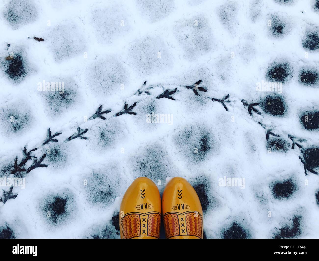 Bird with shoes hi-res stock photography and images - Alamy