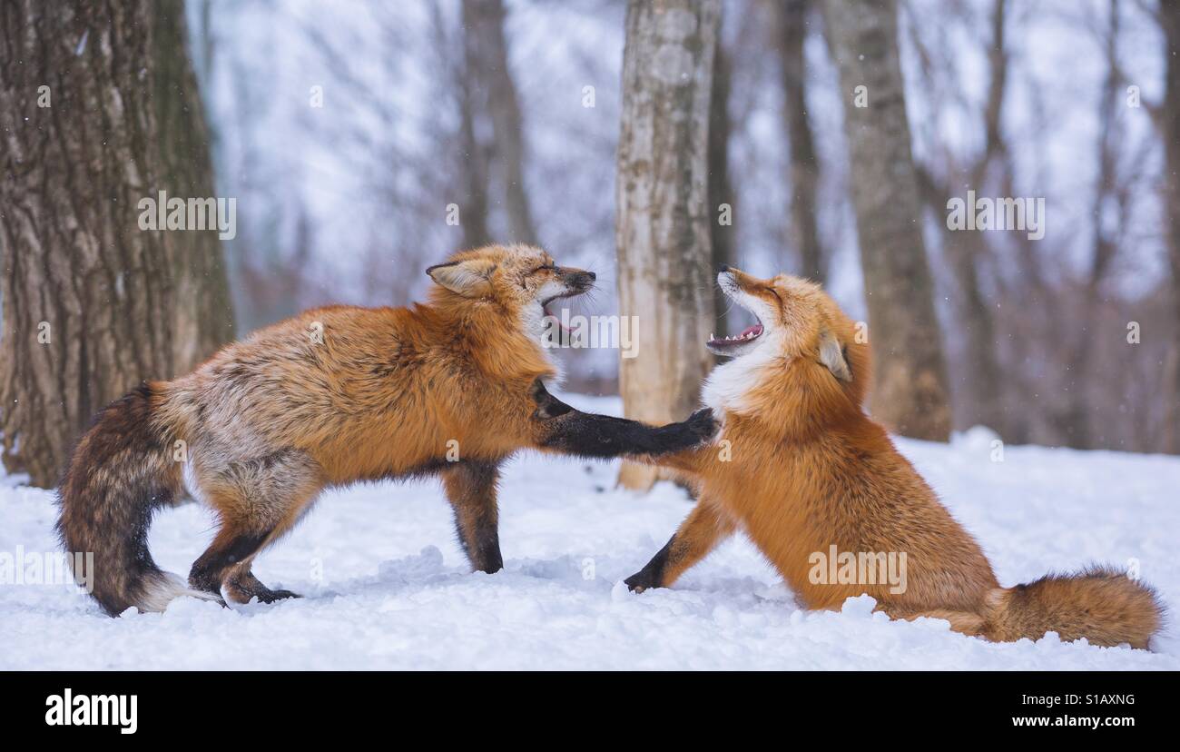 Foxes Snow High Resolution Stock Photography and Images - Alamy