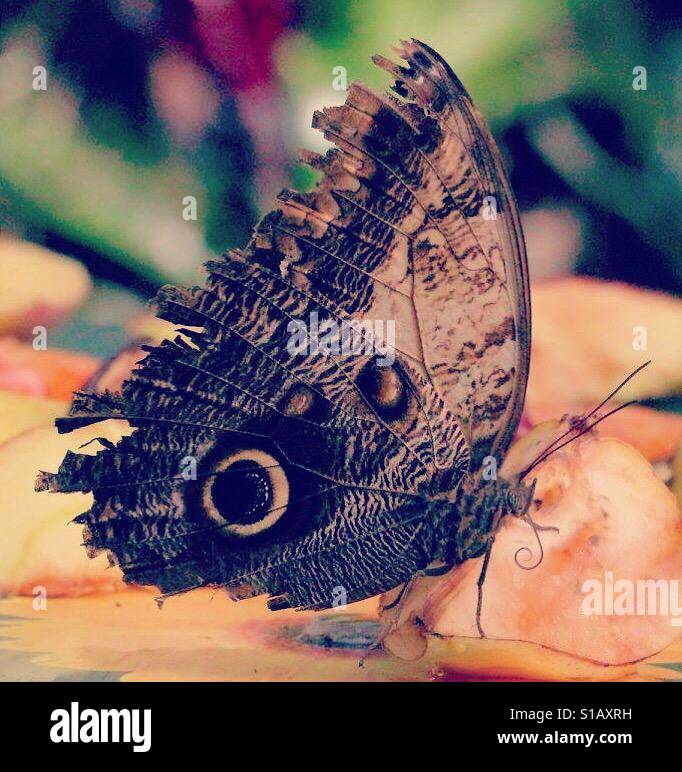 Eye pattern butterfly hi-res stock photography and images - Alamy