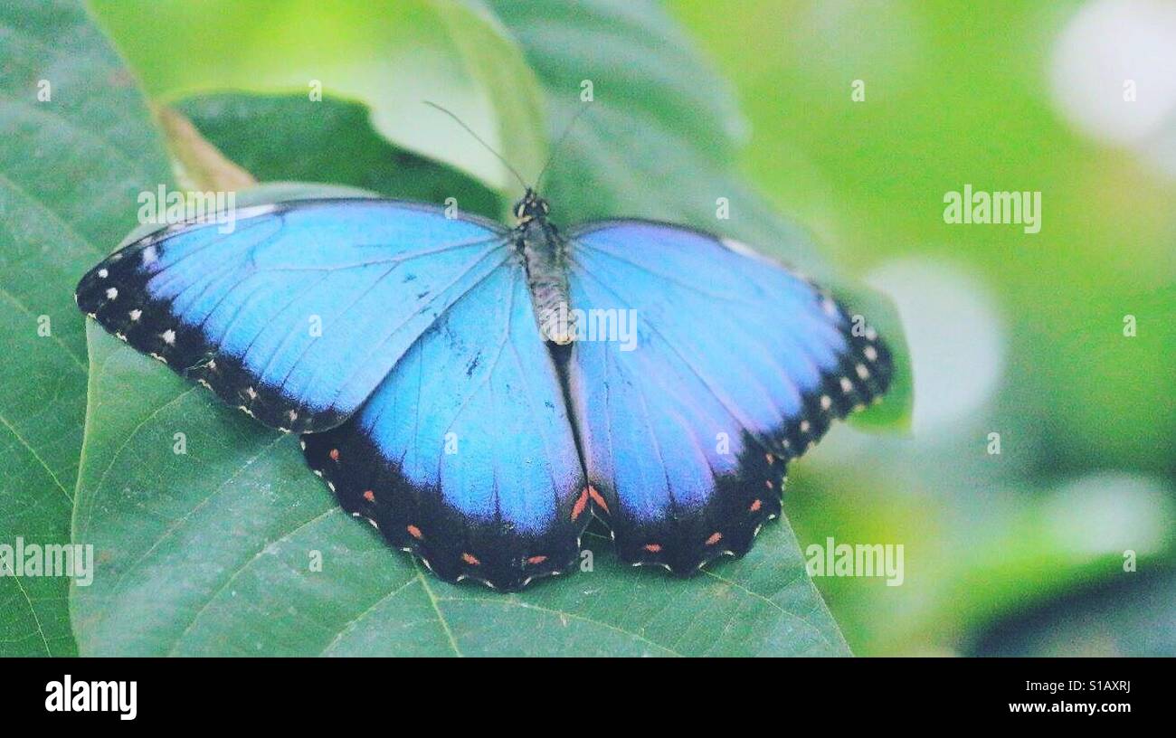 Cool Blue Butterfly Stock Photo - Alamy