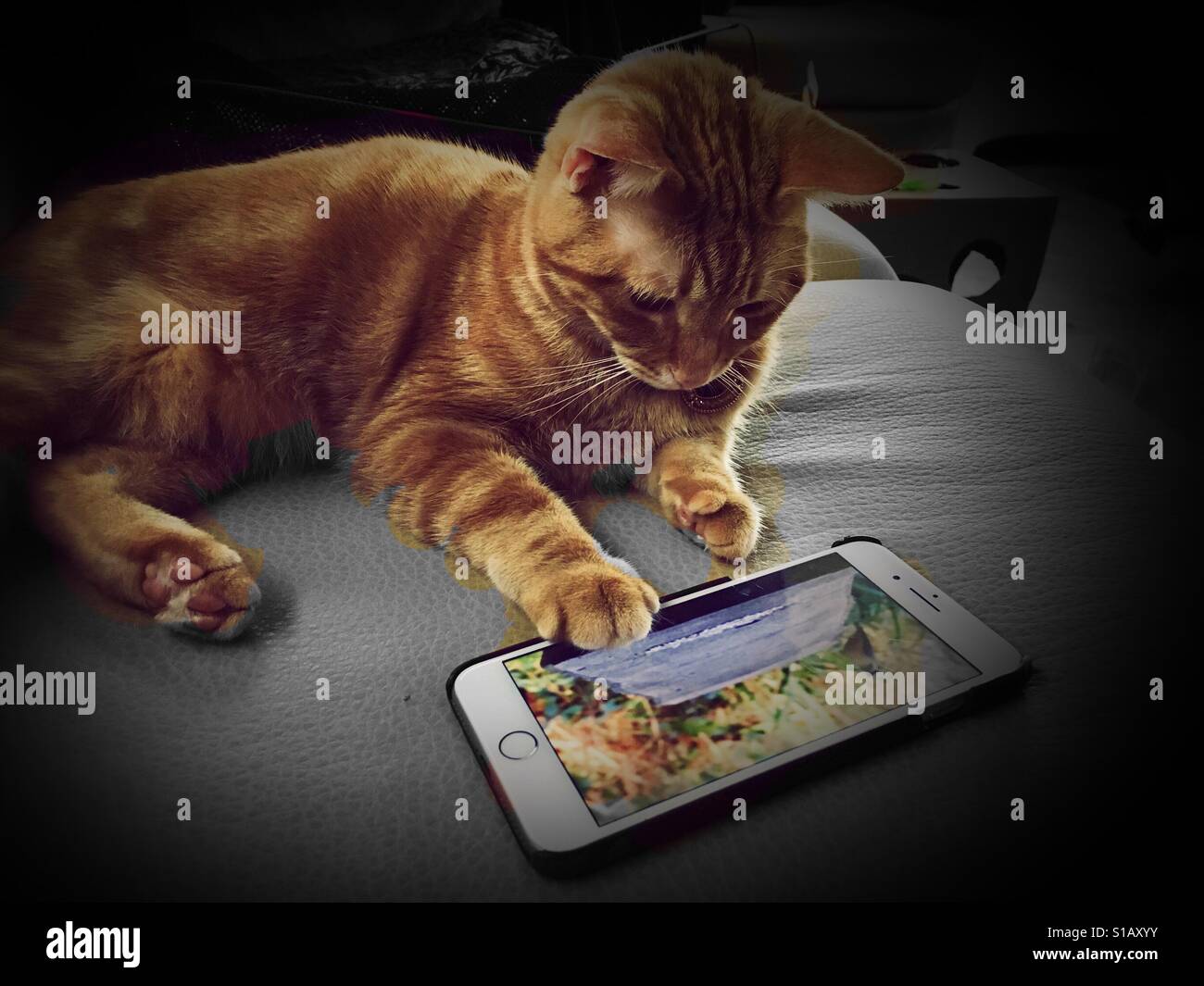 Cat on cell Stock Photo - Alamy