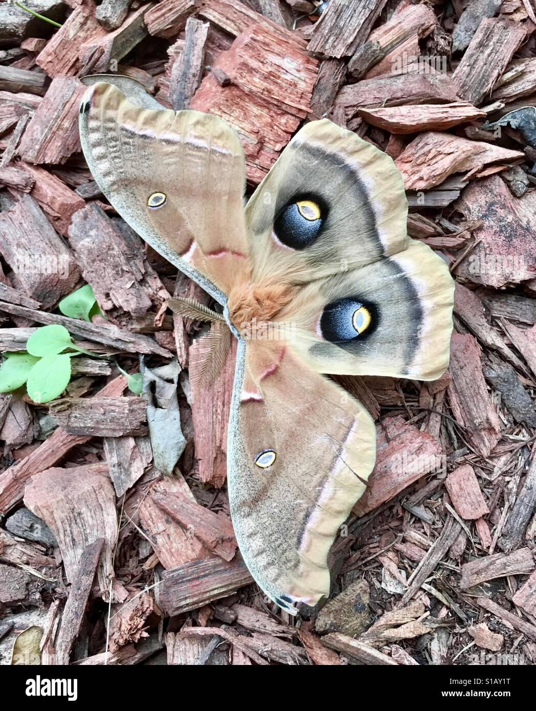 Antheraea polyphemus hi-res stock photography and images - Alamy