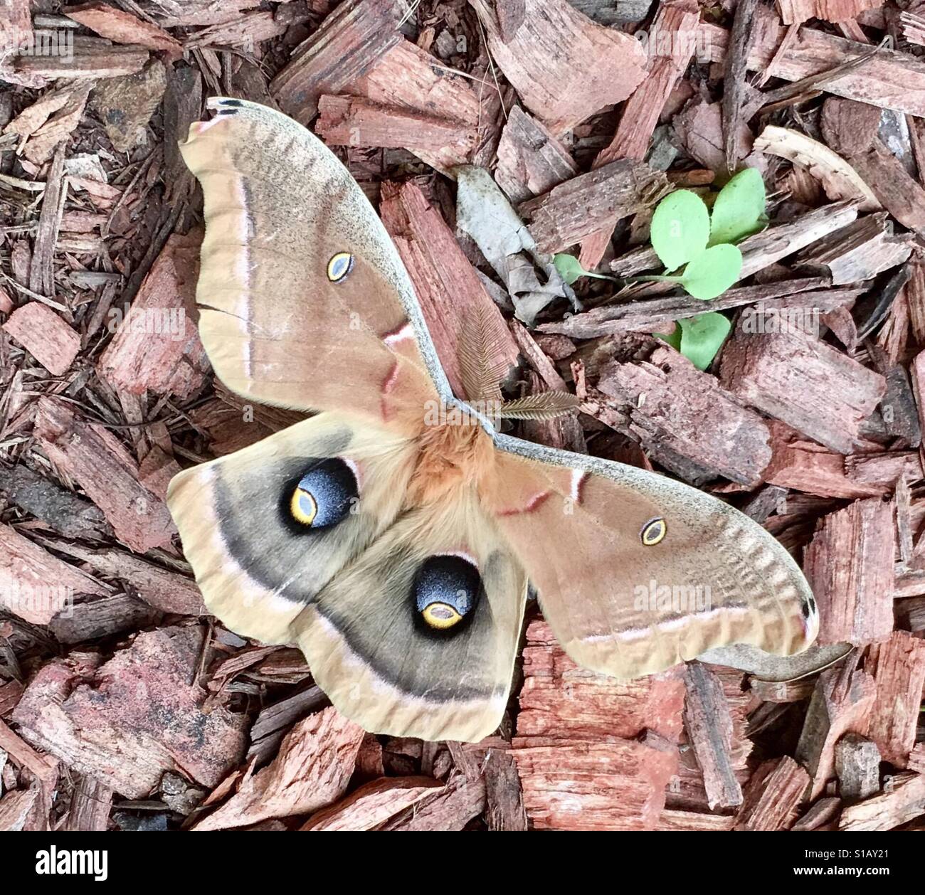 Silk Moth High Resolution Stock Photography and Images - Alamy