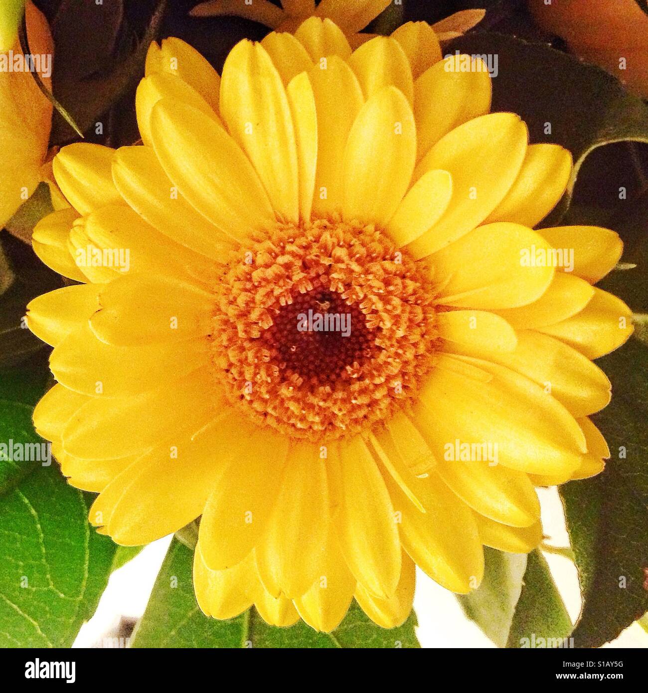 Gerbera asteraceae yellow hi-res stock photography and images - Alamy