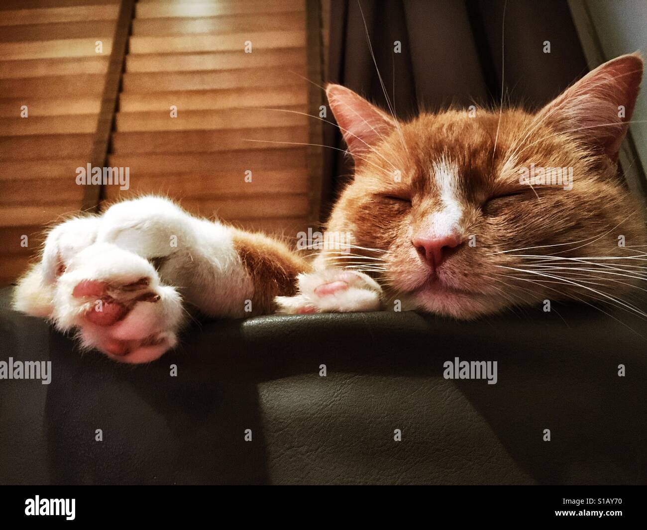 Sleeping ginger cat with paws together Stock Photo - Alamy