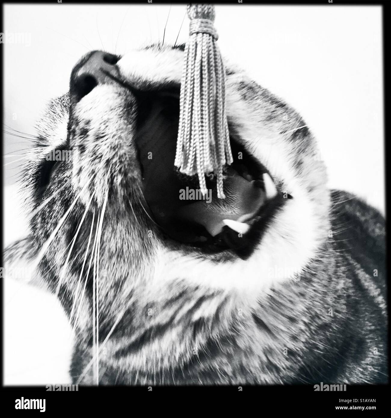 Wide open pets hi-res stock photography and images - Alamy