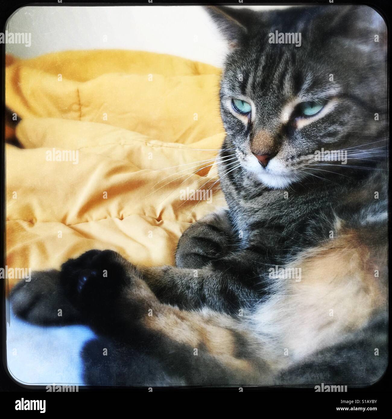Cattitude hi-res stock photography and images - Alamy