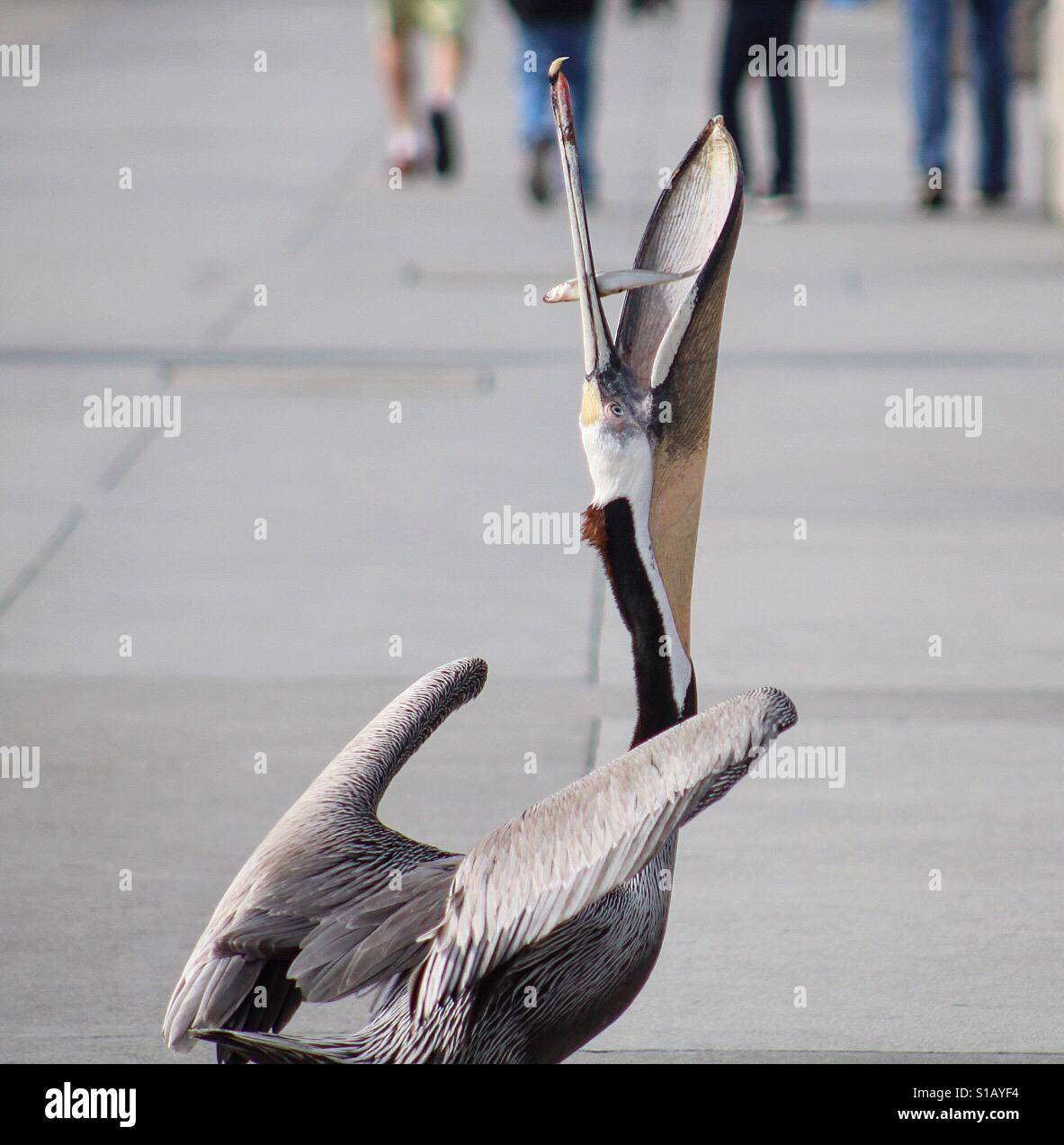 Pelican Fish Stock Photos & Pelican Fish Stock Images - Alamy