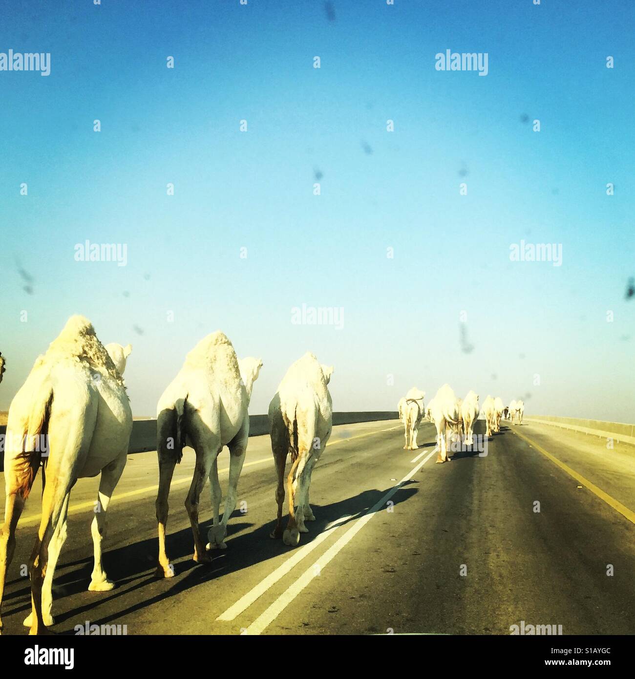 Camels walking on road hi-res stock photography and images - Alamy