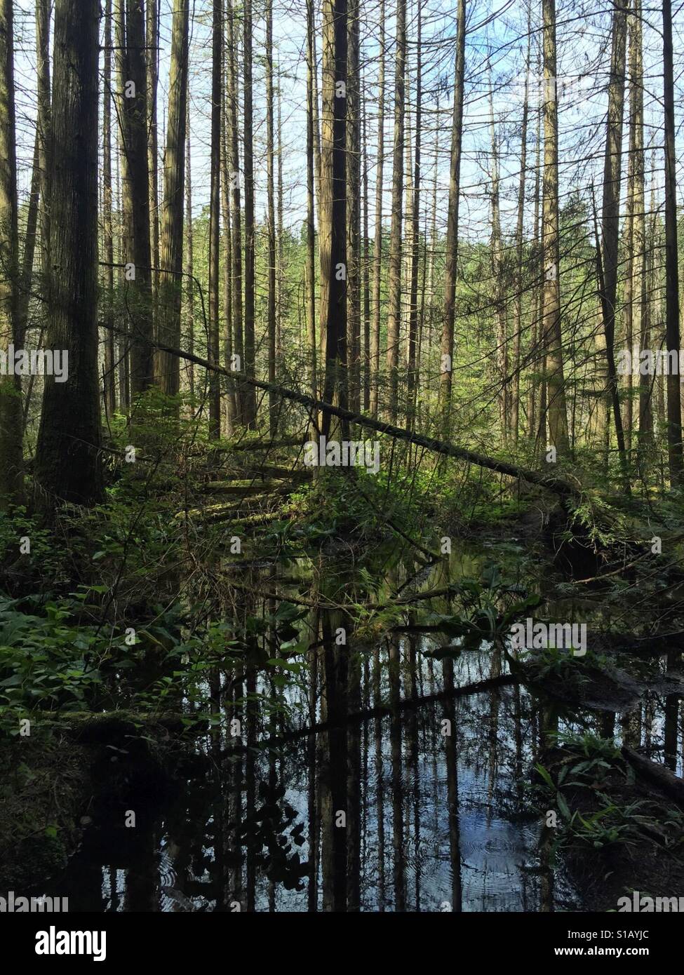 Swamp wetlands hi-res stock photography and images - Alamy