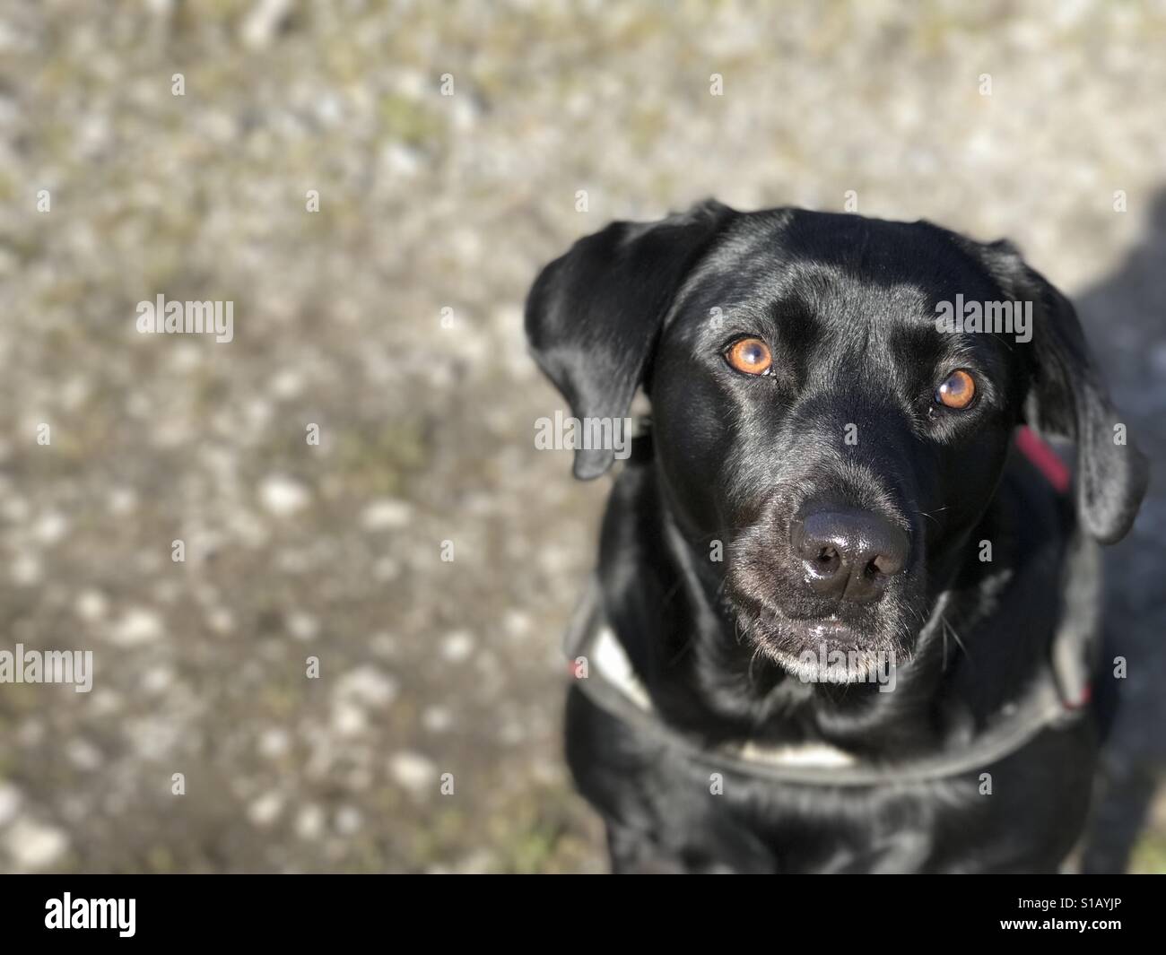 Black Labrador dog sitting outdoors Stock Photo - Alamy