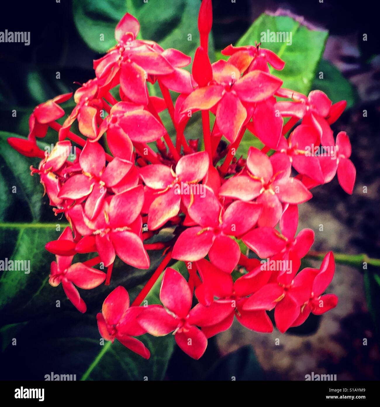 red head flower Stock Photo - Alamy