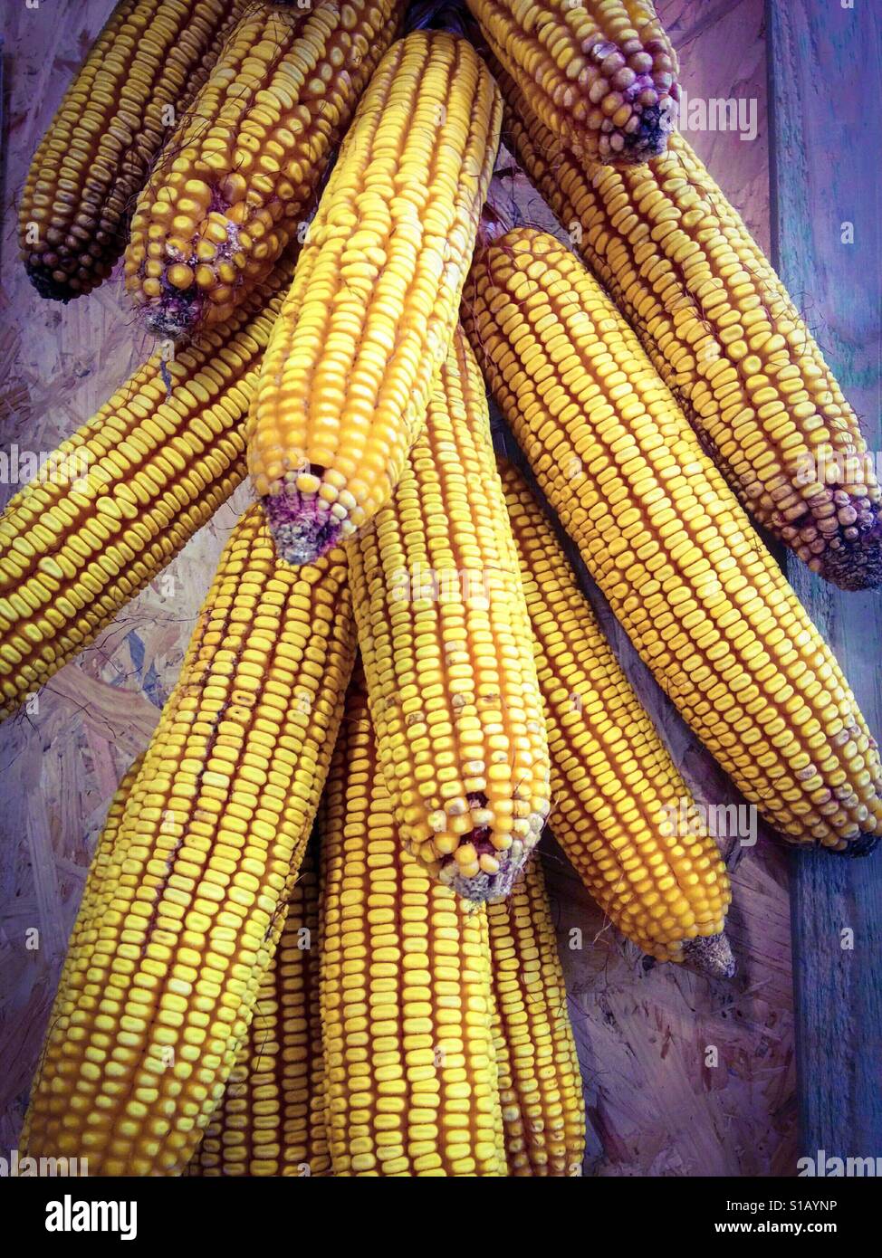 Hanging corn cobs hi-res stock photography and images - Alamy