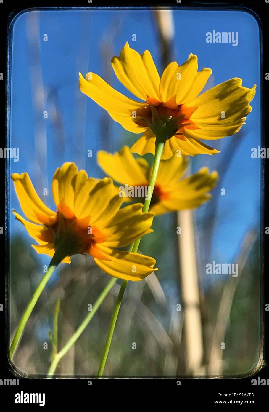 Yellow wildflowers reaching for the sun, Florida Tickseed, Coreopsis ...