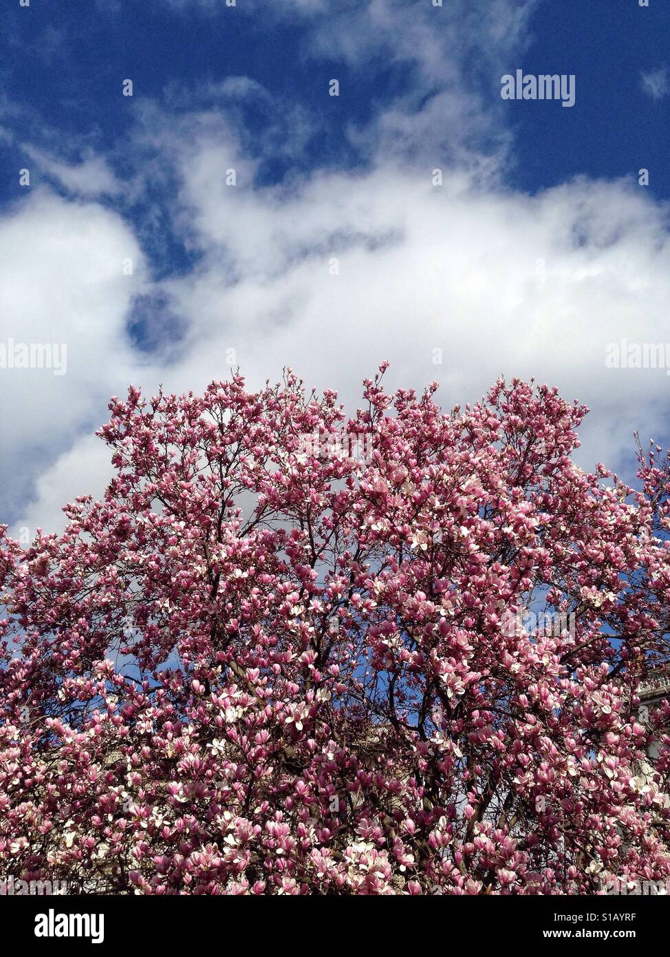 Magnolia fiori hi-res stock photography and images - Alamy