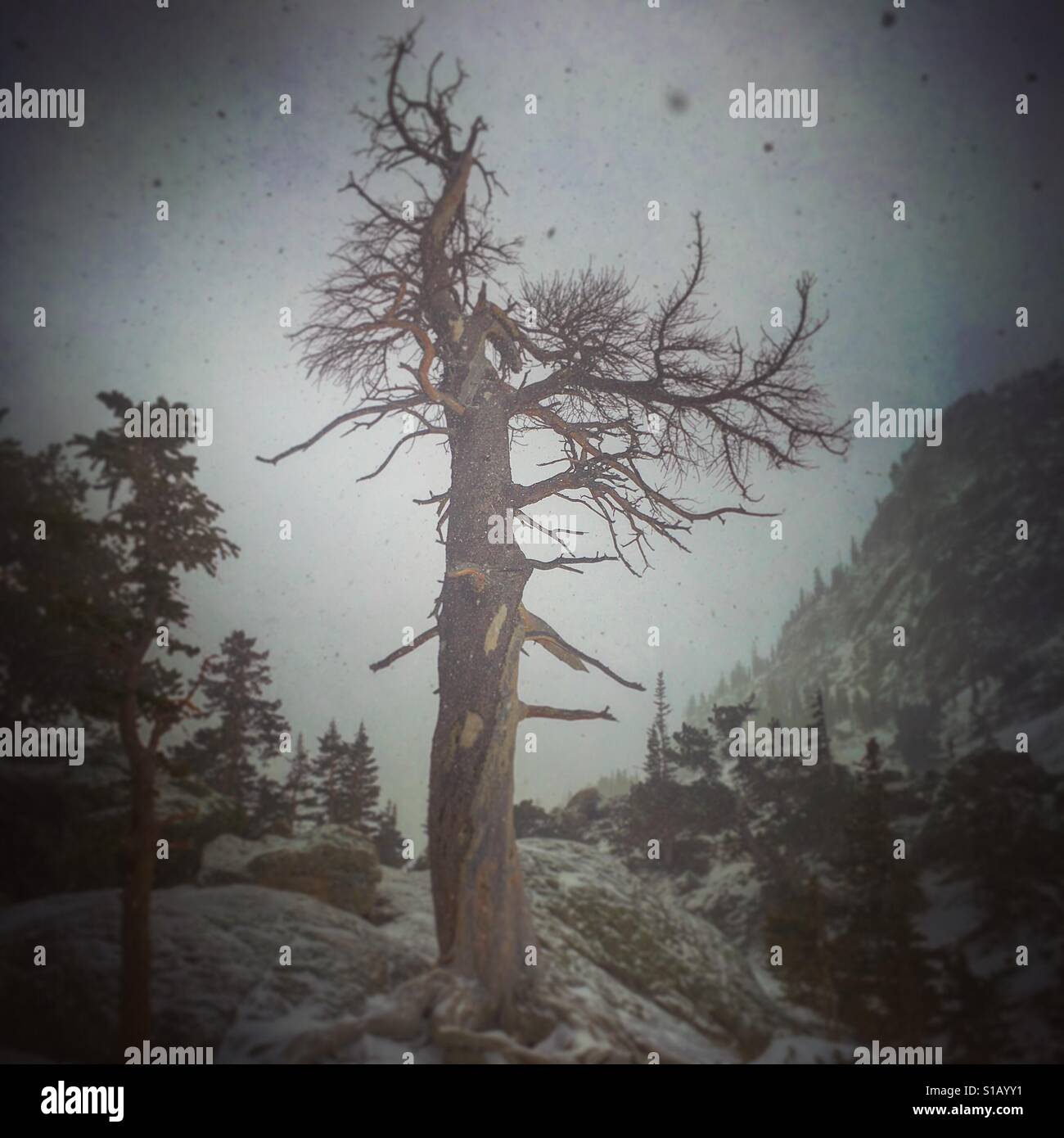 Gnarly Old Pine Tree High Resolution Stock Photography and Images - Alamy