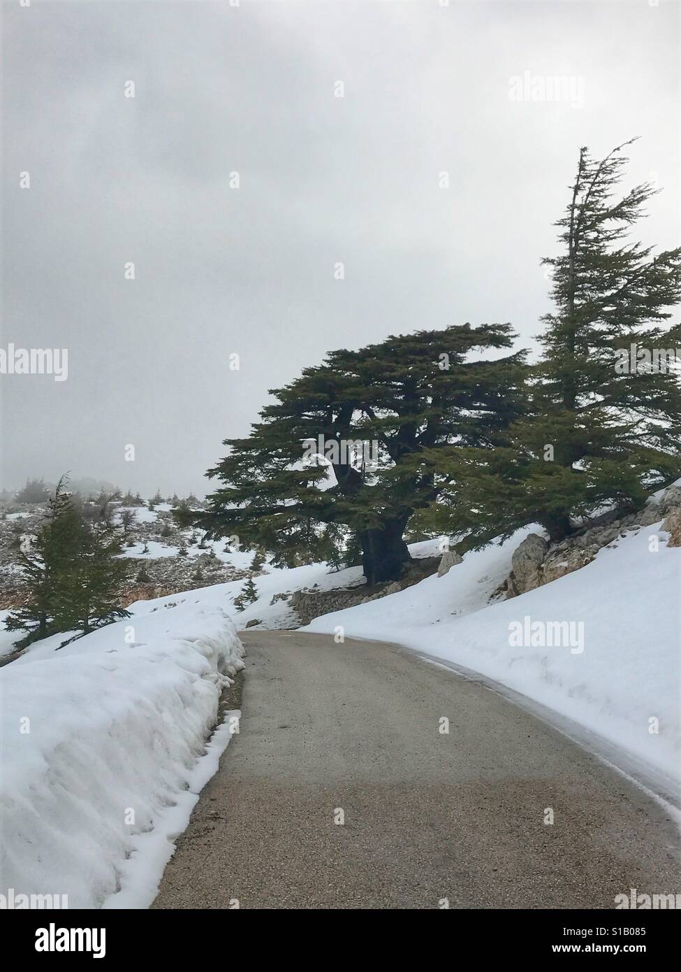 Lebanon Cedars Stock Photo - Alamy