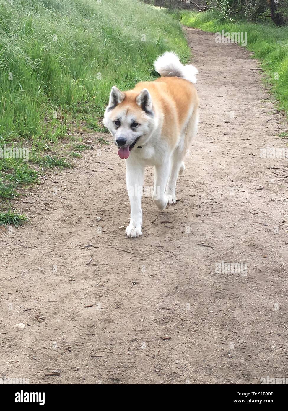 Pet trail hi-res stock photography and images - Alamy