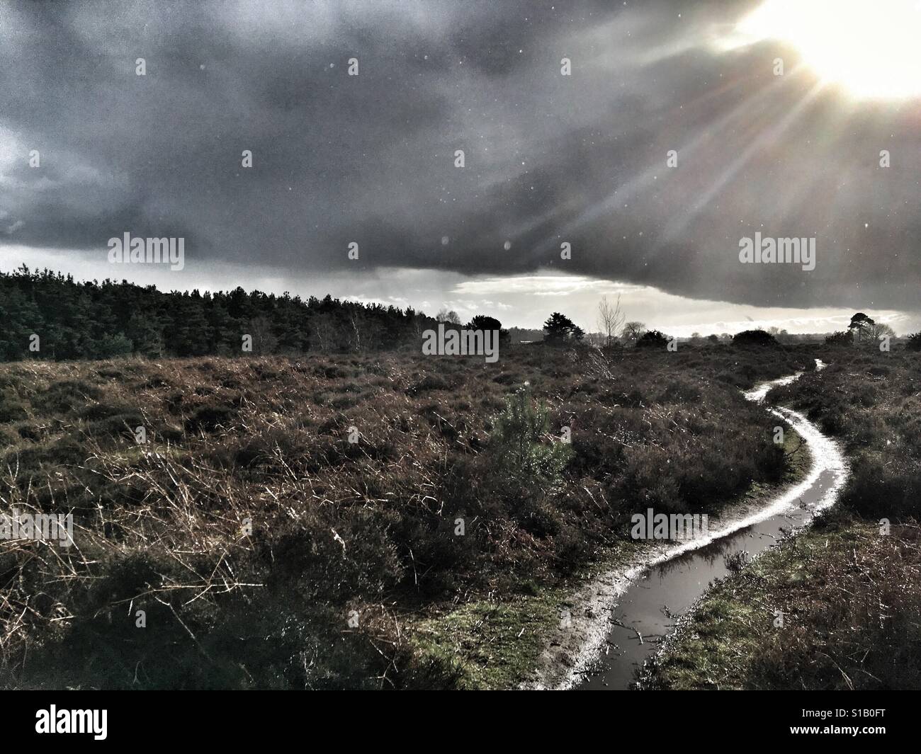 Sunshine after the rain, Sutton Heath, Suffolk, UK Stock Photo - Alamy