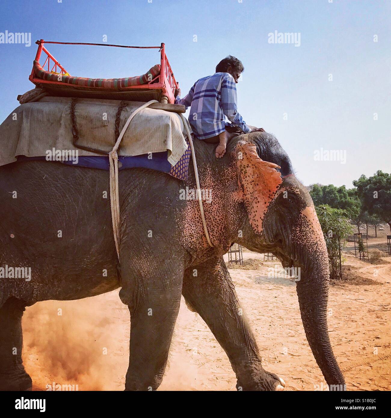 Elephant ride, India Stock Photo - Alamy