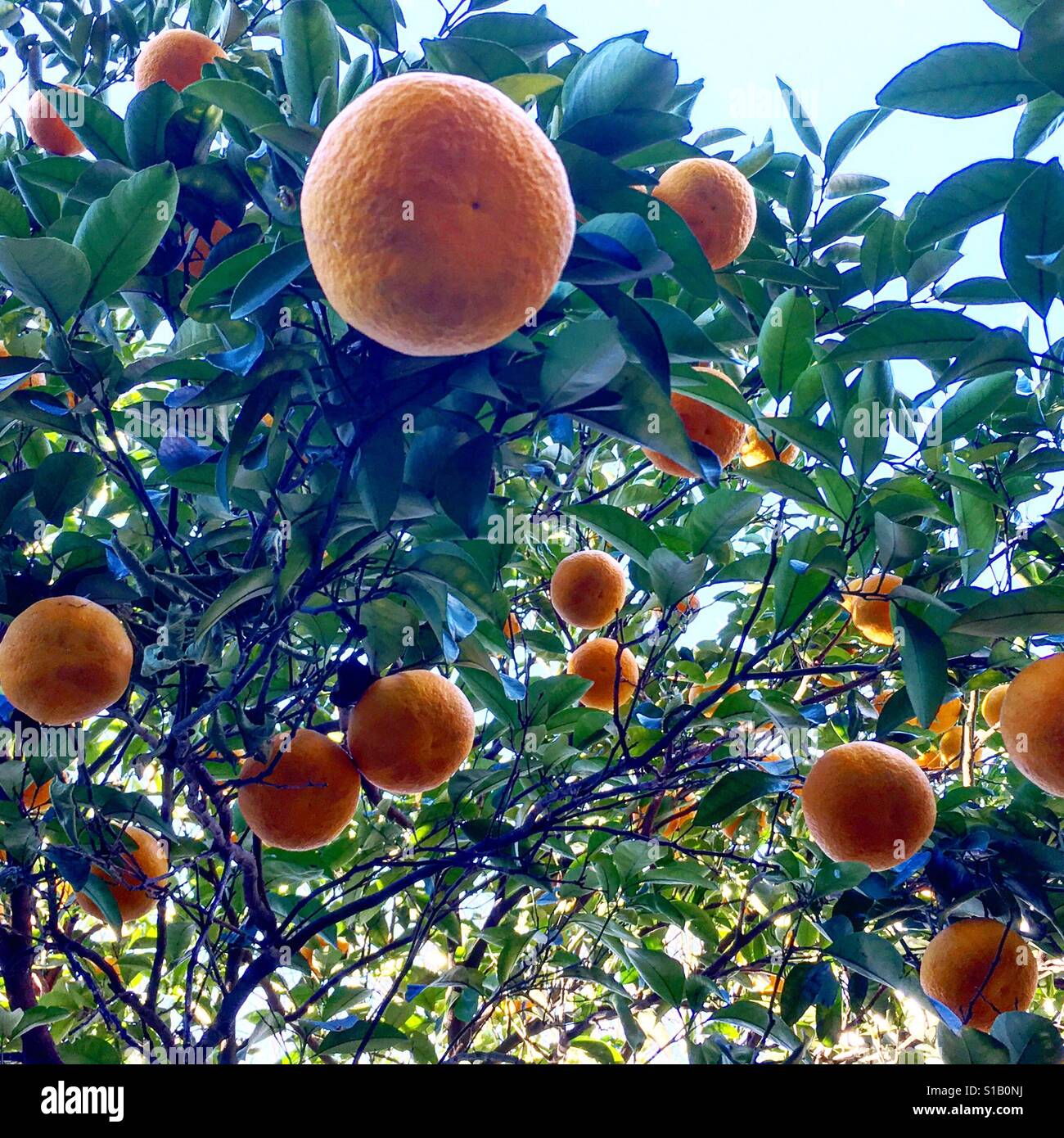 Oranges ripe on the tree Stock Photo - Alamy