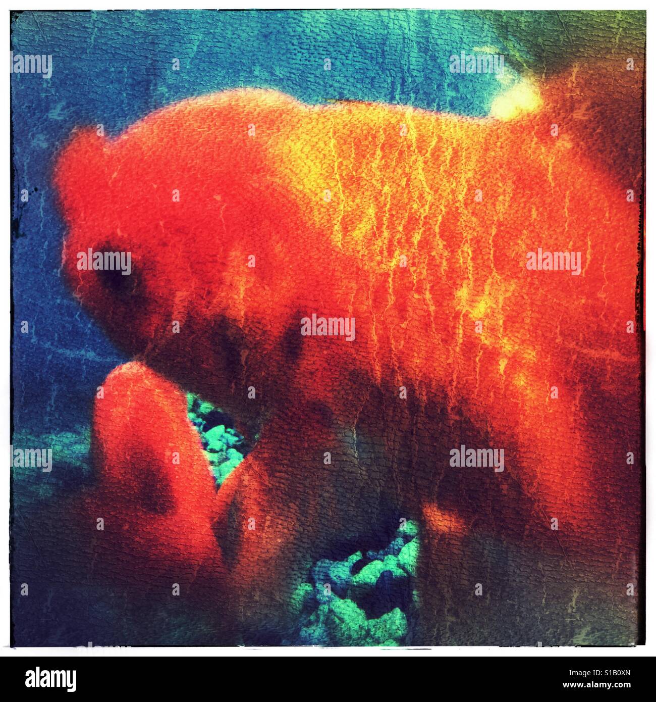 Fish tank film hi-res stock photography and images - Alamy