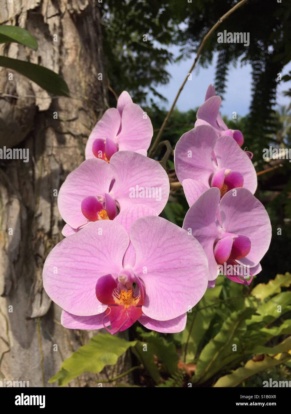 Pink orchids hi-res stock photography and images - Alamy