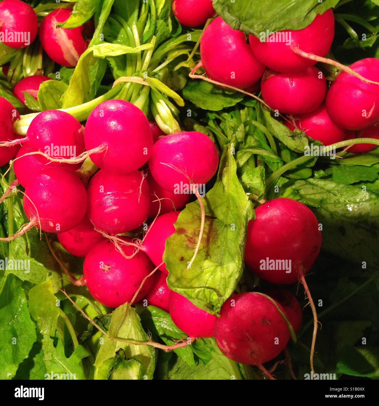 Bright red radishes Stock Photo - Alamy