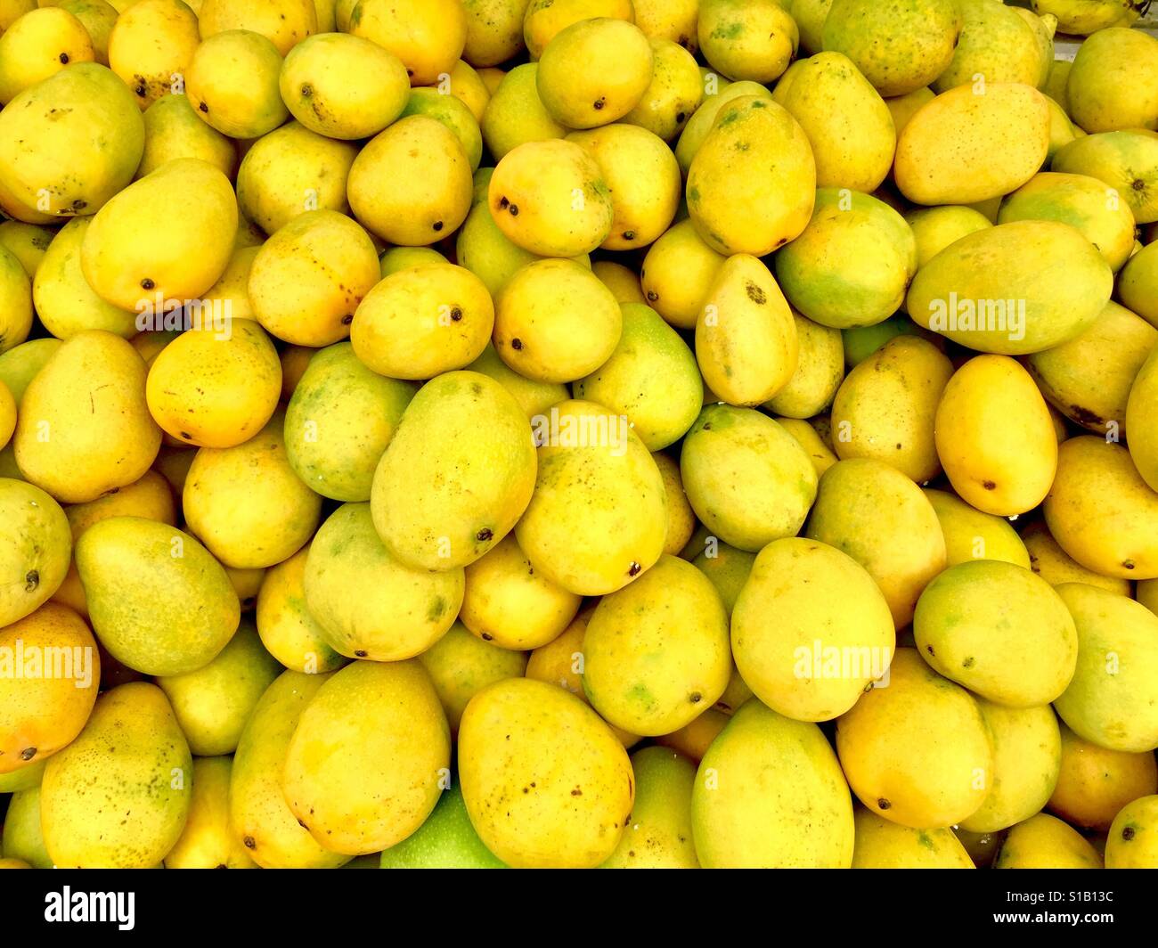 Indian mangoes hi-res stock photography and images - Alamy