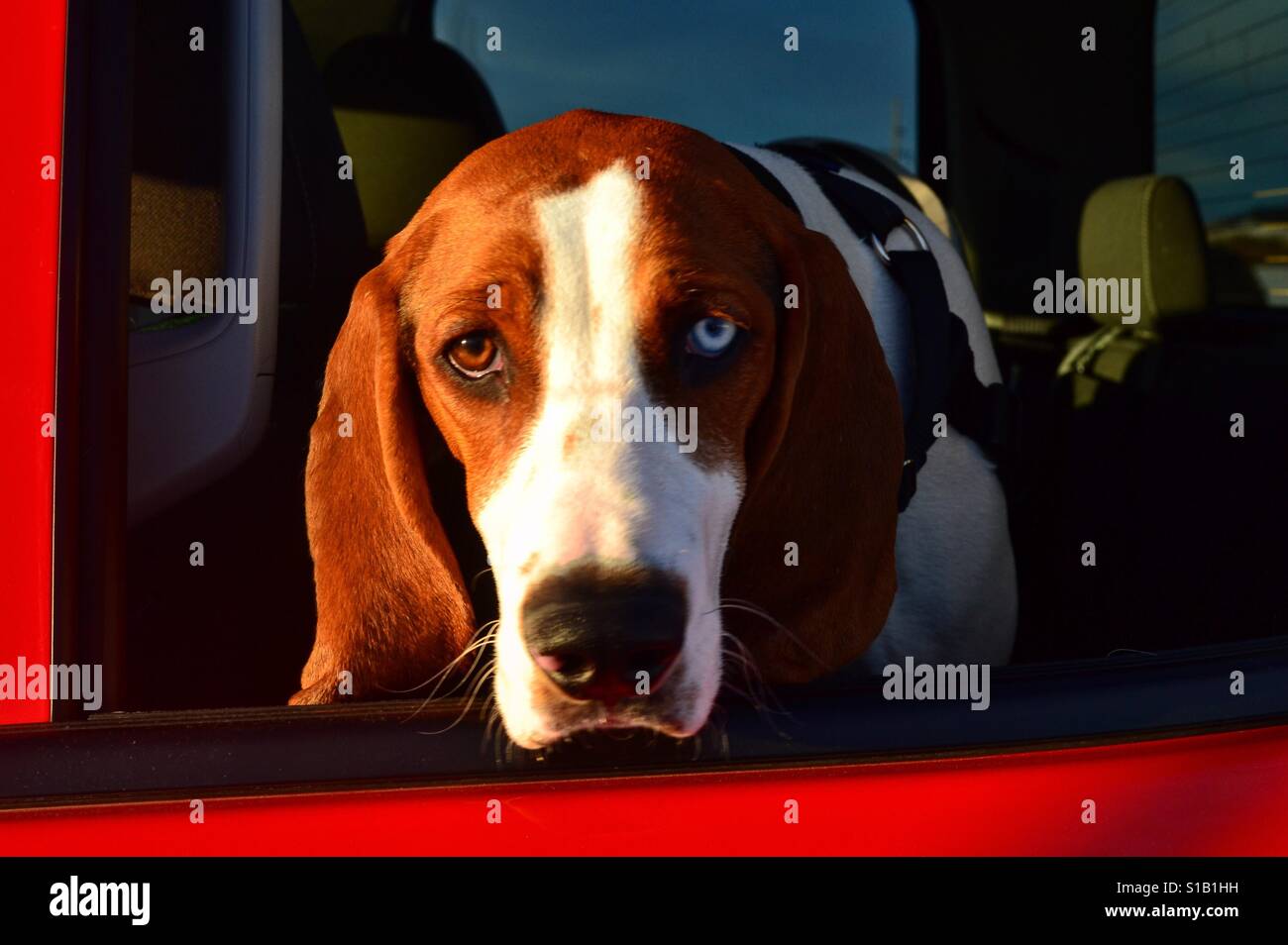 Treeing Walker Coon Hound in a Red Truck Stock Photo - Alamy