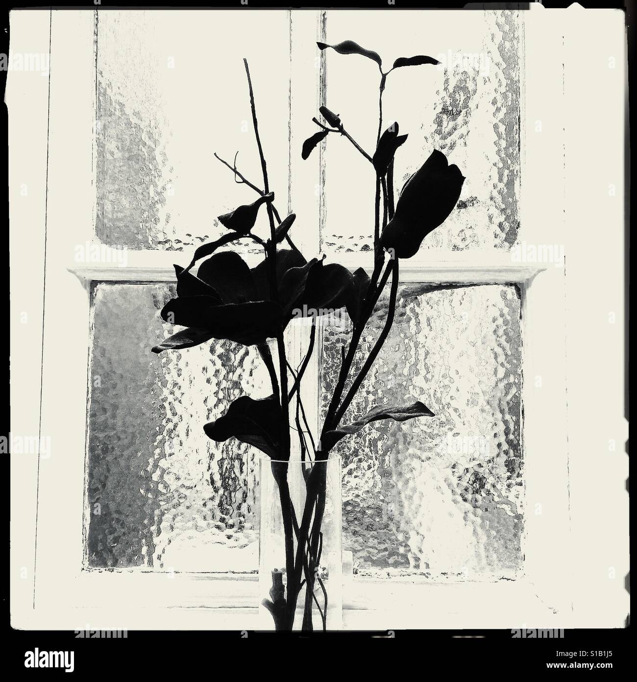 Mono floral in window Stock Photo - Alamy