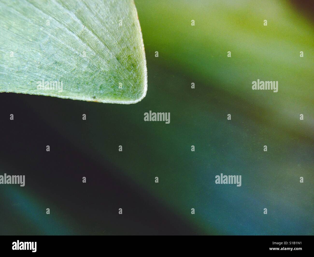 Close up of a lily leaf Stock Photo - Alamy