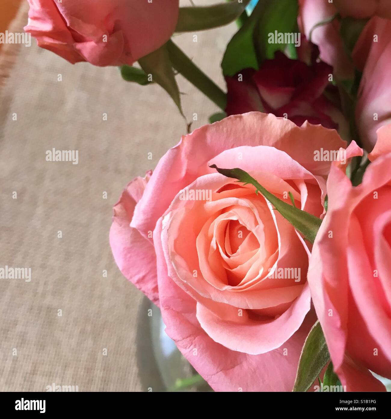 American grown roses hi-res stock photography and images - Alamy