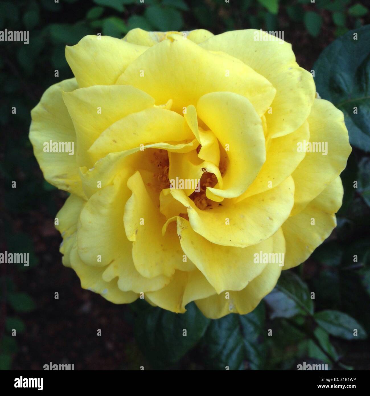 Lonely flower hi-res stock photography and images - Alamy