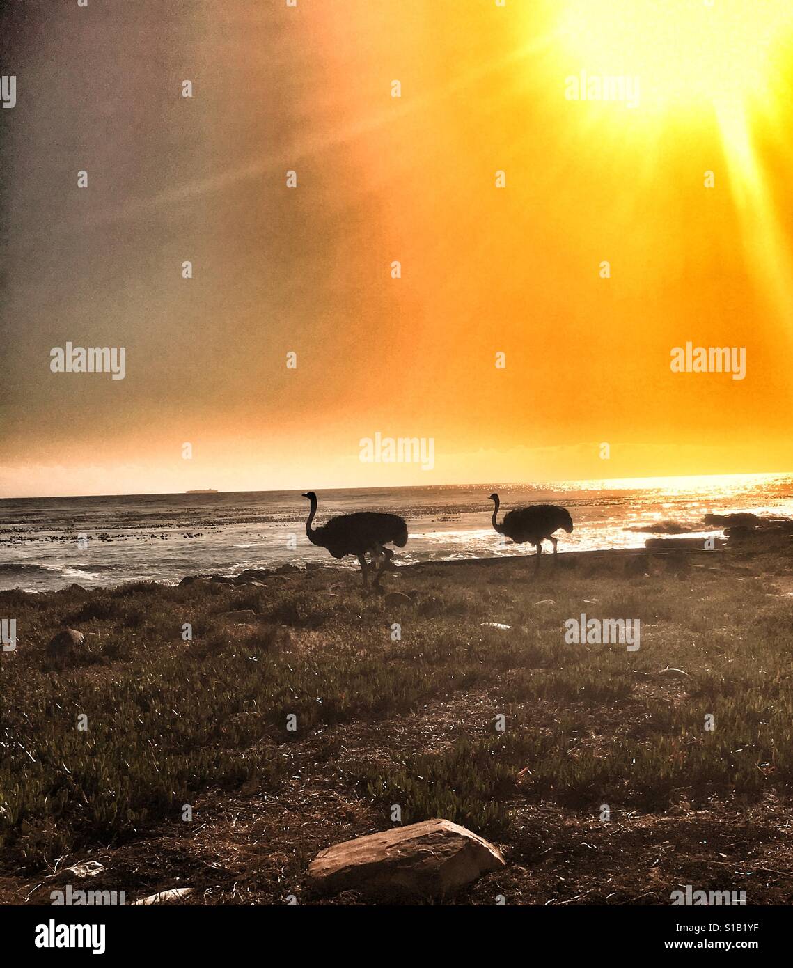 Ostriches in sunset Stock Photo - Alamy