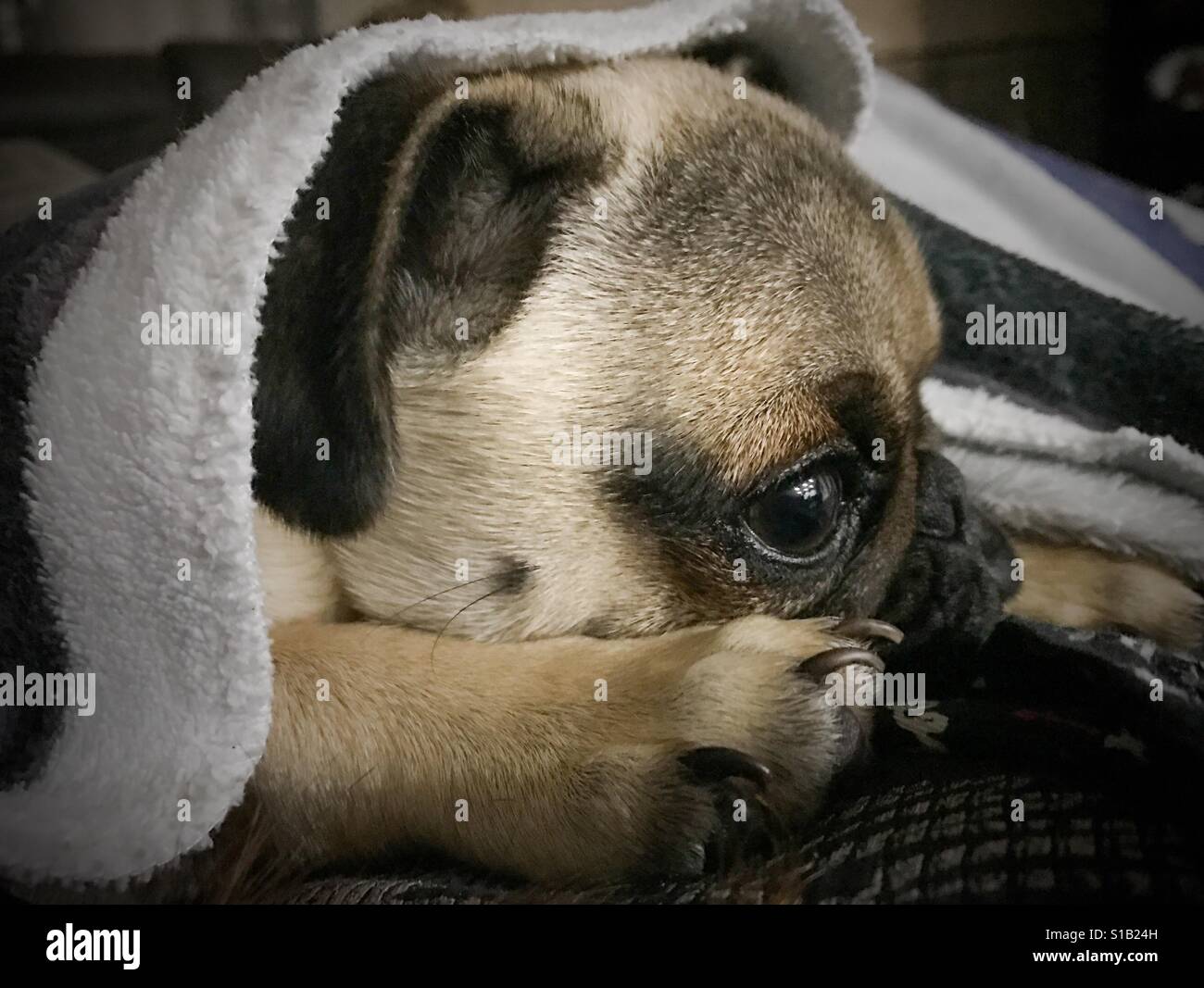 Pug love hi-res stock photography and images - Alamy