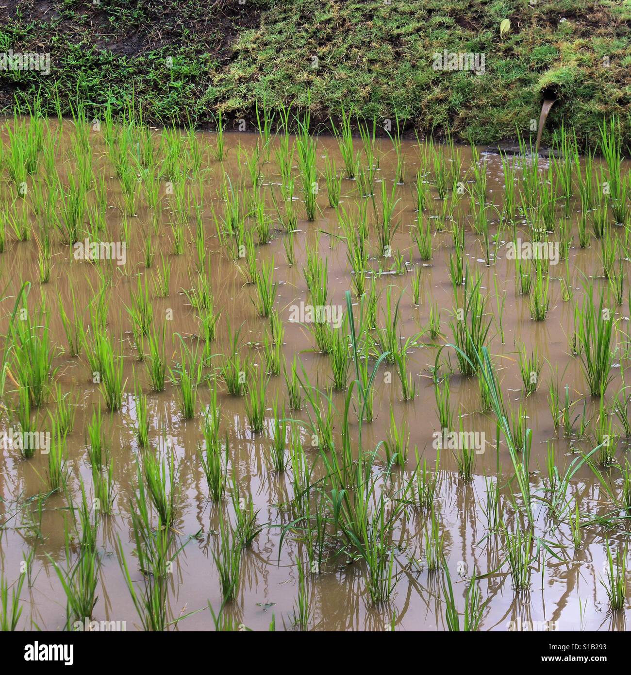 Rice water hi-res stock photography and images - Alamy