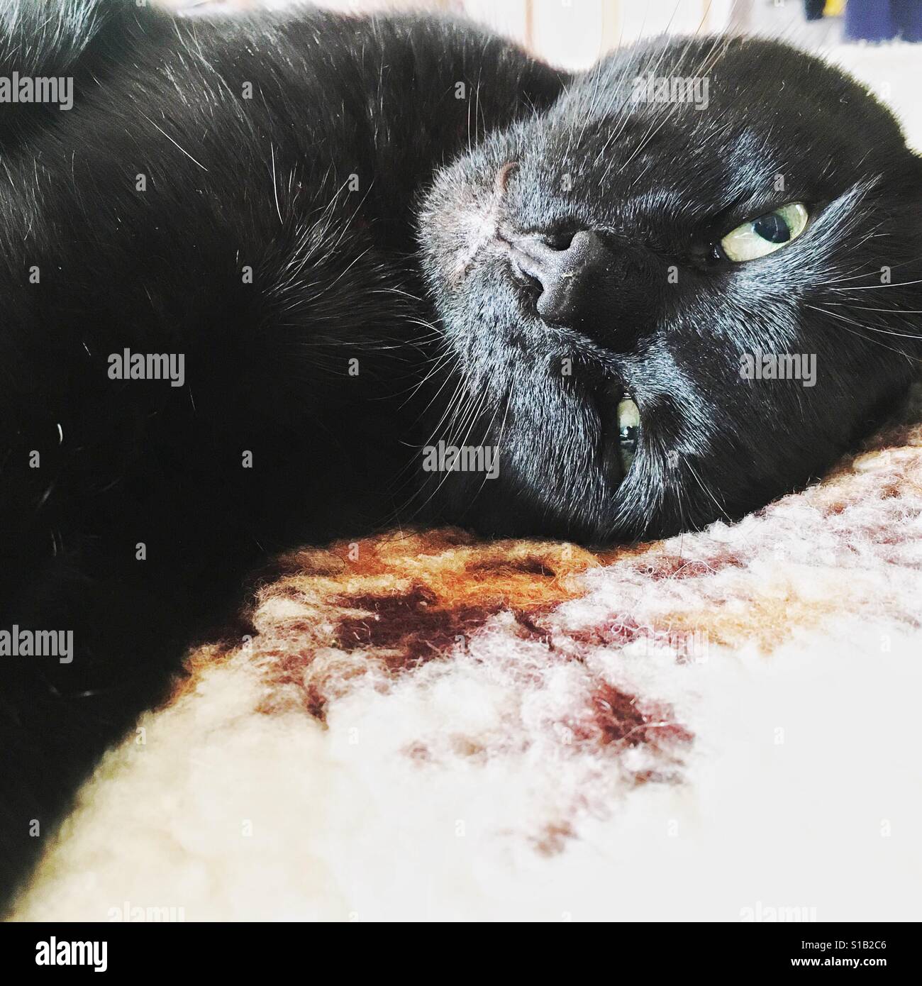 A catnap hi-res stock photography and images - Alamy