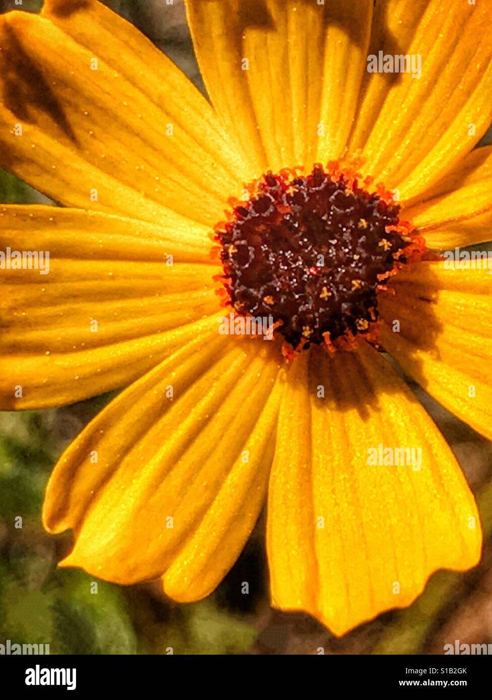 Yellow wildflower close up, Florida Tickseed, Coreopsis floridana Stock ...