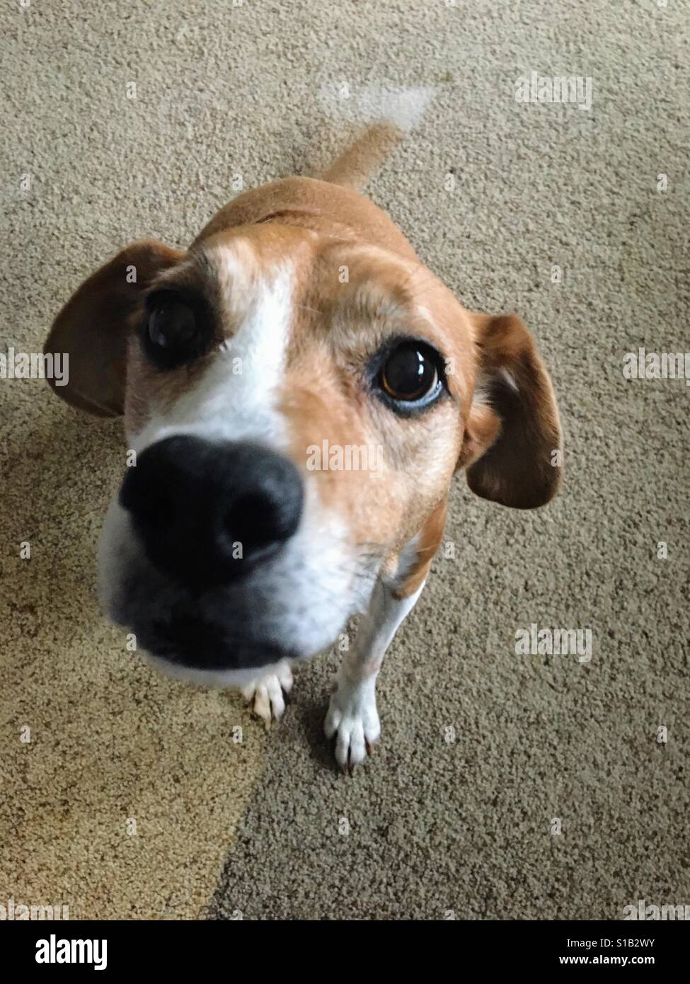 Dog fisheye hi-res stock photography and images - Alamy