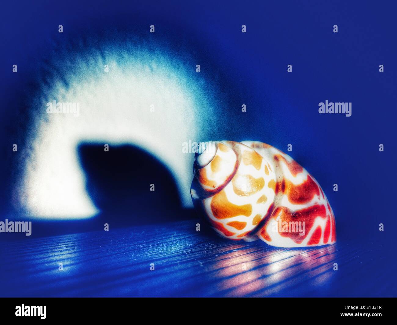 Shell Shadow High Resolution Stock Photography and Images - Alamy