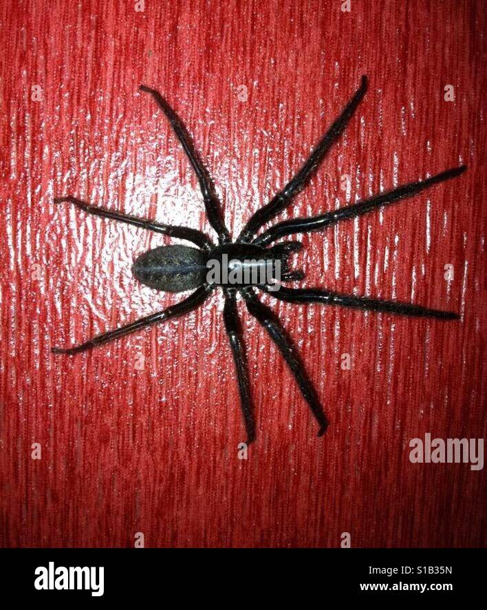 Spider close up Stock Photo - Alamy